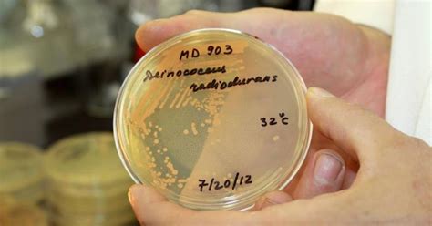 Lea Deweerd On Linkedin Manganese Based Antioxidant Complexes Reduce