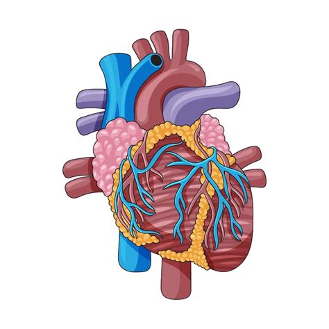인간의 심장 벡터