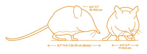 Cape Elephant Shrew Elephantulus Edwardii Dimensions And Drawings