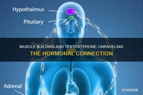 Muscle Building And Testosterone Unraveling The Hormonal Connection