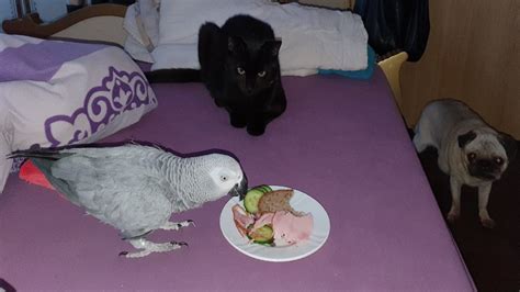 Попугай матершинник матерится на хозяина Попугай Рико поёт и ругается 11 09 2022 Youtube