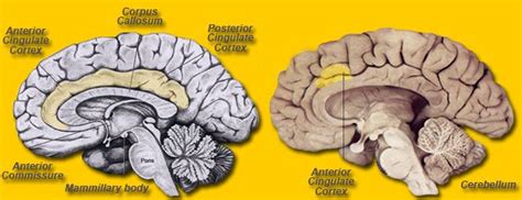 Cingulate Cortex Gyrus Cinguli ACC And PCC Cingulate Cortex Behavior Disorder Anterior