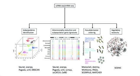Overview Of Scrna Seq And Snrna Seq Downstream Analysis Examples Of