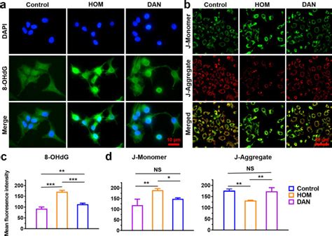 Dual Atom Nanozyme Eye Drops Attenuate Inflammation And Break The