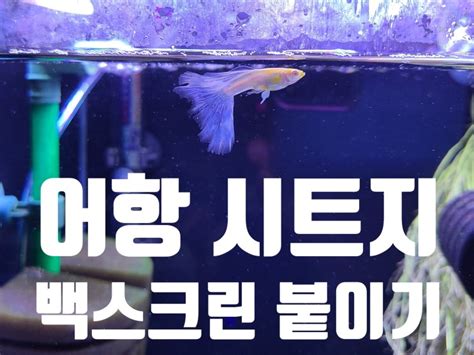 어항 시트지 백스크린 붙이기 다이소 무점착 윈도우 시트지 네이버 블로그