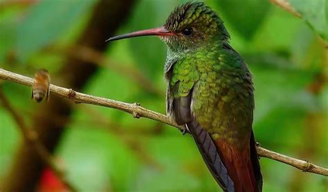 Rufous Tailed Hummingbird Facts Distribution And Population Biodb