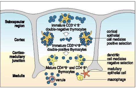 T And B Cells MHC Flashcards Quizlet