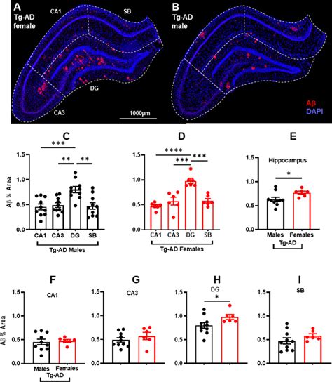 Aβ Plaque Burden Is Significantly Higher In Transgenic Females Than In Download Scientific