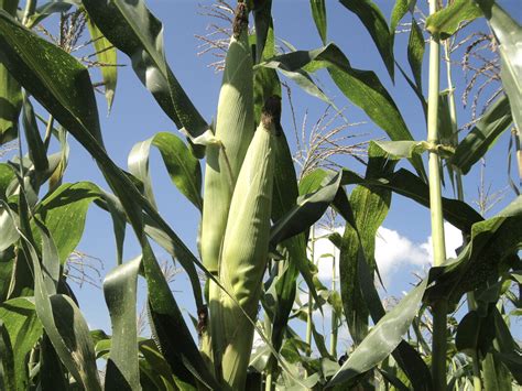 An Integrative Approach Based On Crop Modeling And Geospatial And Statistical Analysis To