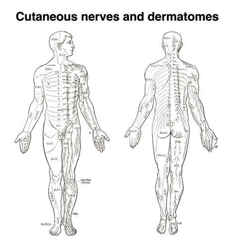 Printable Lumbar Dermatomes Printable Jd