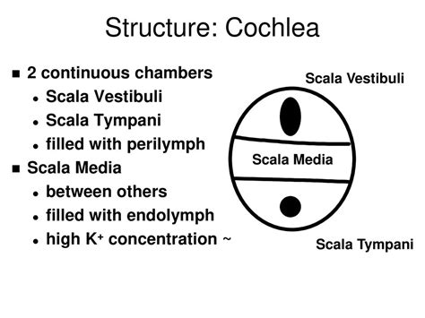 Auditory System Lecture Ppt Download
