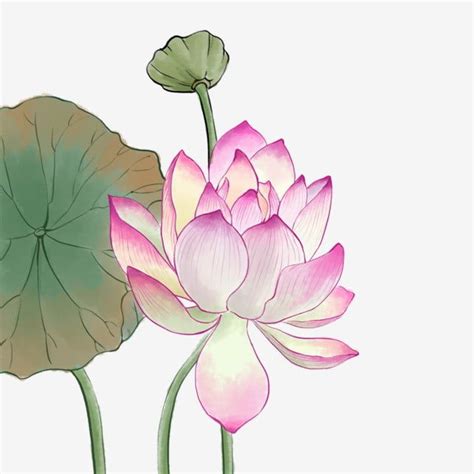 中國式紫色白蓮花綠色蓮花葉子美麗的蓮花 蓮花剪貼畫 水彩畫 荷花盛開素材圖案，psd和png圖片免費下載 蓮の花 水彩 彩色