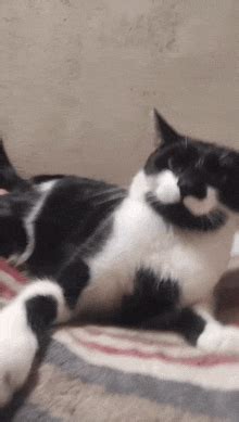 Kitten High Five 