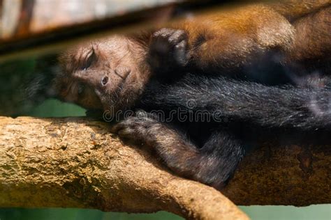 Two Monkeys Having Sex Jaipur India Stock Image Image Of Love