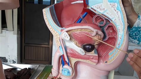 Peritoneal Reflection In Pelvic Cavity In Both Sex YouTube