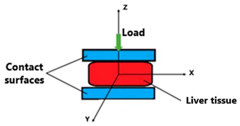Fractal Analysis And Fem Assessment Of Soft Tissue Affected By Fibrosis