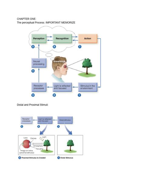 Sensation And Perception Notes Pdf Retina Eye