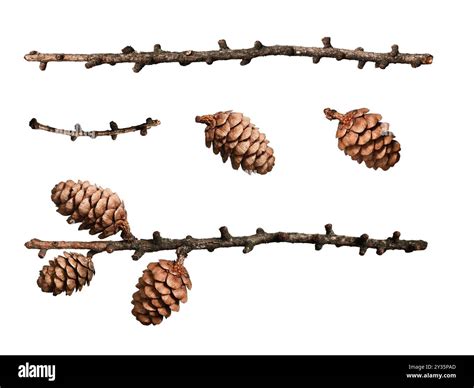 Natural Conifer Cones And Dry Branches Isolated On White Background