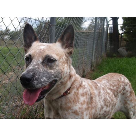Rusty Medium Female Red Heeler Mix Dog In Vic Petrescue