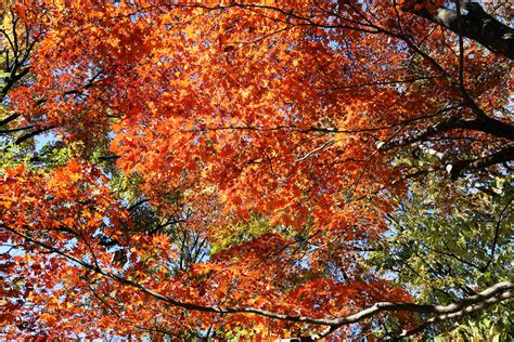 初冬の皇居東御苑にて2 二の丸からへ本丸へ1 紅葉ススキクコの実サザンカツバキカンツバキ 長さんのリタイア生活