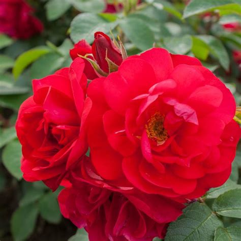 Rosa Hansaland® KORhassi