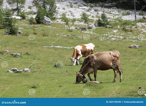 Grazing Cows Graze The Mountain Grass Free To Graze In The Every Stock