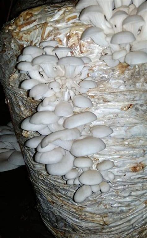 Buy Mushroom Seeds Online Mushroom Seed Oyster Spawn Available
