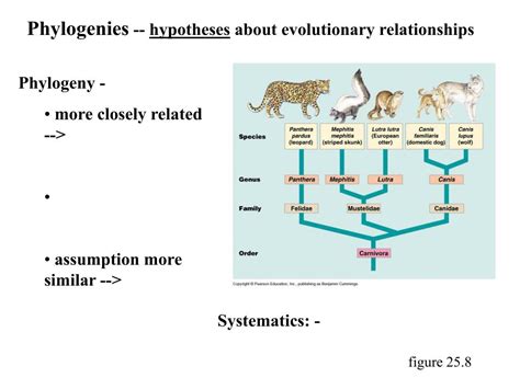 PPT Macroevolution Speciation Tuesday 11 5 13 PowerPoint Presentation ID 1641480