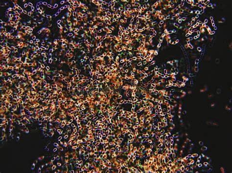 Microorganism Or Virus Cells Algae Microorganism Cells Under