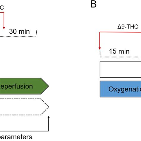 Experimental Protocol Schemes Experimental Protocol Scheme For Heart Download Scientific
