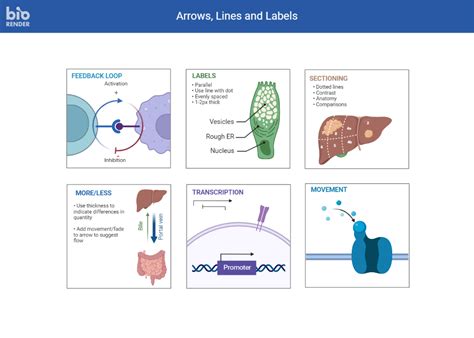 Biorender Activity Sheet Arrows Lines And Labels Biorender Science Templates