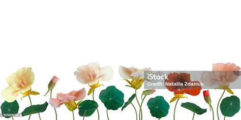 아름 다운 꽃입니다 한련 꽃 배경입니다 격리 둥근 나뭇잎 녹색 핑크 국경 개성 개념에 대한 스톡 벡터 아트 및 기타 이미지 개성 개념 개화 결혼식 Istock