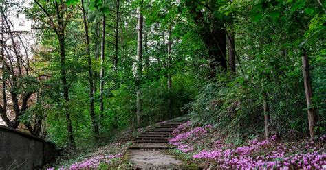 보라색 꽃이있는 숲속의 길 사진 Unsplash의 무료 자연 이미지