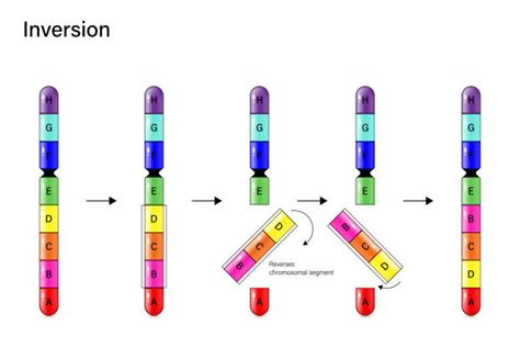 20 Translocation Dna Stock Illustrations Royalty Free Vector Graphics And Clip Art Istock