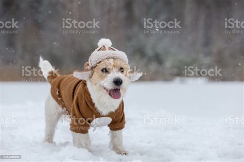 귀마개와 갈색 재킷이 달린 모자를 쓴 개 잭 러셀 테리어가 숲에 서 있습니다 눈 비문을위한 흐림 가축에 대한 스톡 사진 및 기타 이미지 Istock