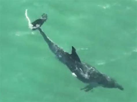 Manly Beaches Closed After Bull Shark Mauls Dolphin The Advertiser