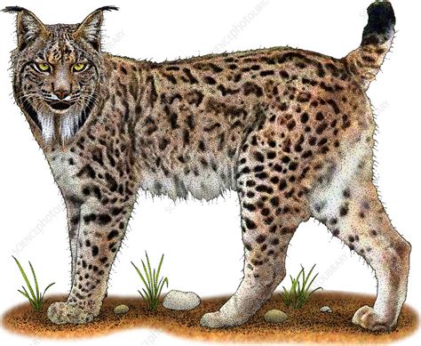 Iberian Lynx Illustration Stock Image C027 5152 Science Photo Library