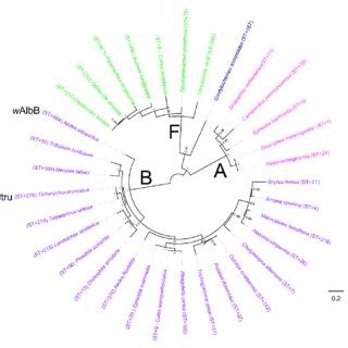 Bayesian Inference Phylogeny Based On The Concatenated MLST Data 2 079 Download Scientific