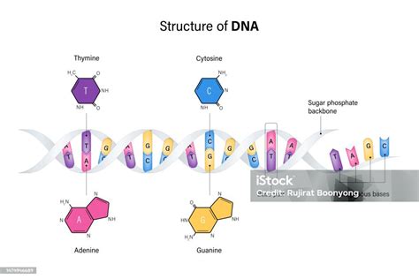 Structure Of Dna Deoxyribonucleic Acids Nitrogenous Base And Sugar Phosphate Backbone Thymine