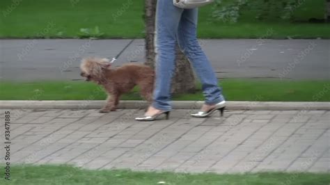 девушка с собачкой Stock Video Adobe Stock