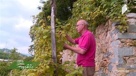 ფერმა ციცაბო ფერდობზე გაშენებული მეურნეობა ქუთაისური კრეატივი ქართული ჟოლოს წარმოებაში Youtube