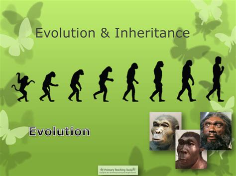 Year 6 Science Ks2 Evolution And Inheritance Topic Pack Powerpoint Lessons Teaching Resources