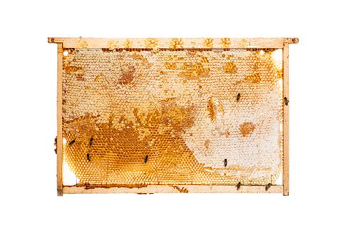 벌집으로 가득 찬 벌집 프레임에서 꿀을 먹는 꿀벌 흰색 배경에 고립 0명에 대한 스톡 사진 및 기타 이미지 0명 곤충 곤충 떼 Istock
