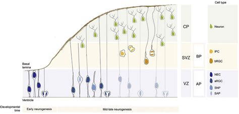 Cellular Organization And Differentiation In The Developing Neocortex