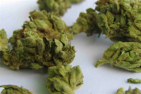breaking down the differences between bubble hash vs kief