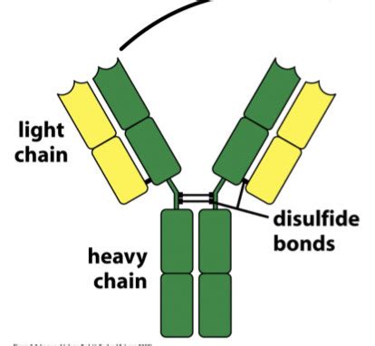 B Cells 1 No B Cell Maturation Flashcards Quizlet