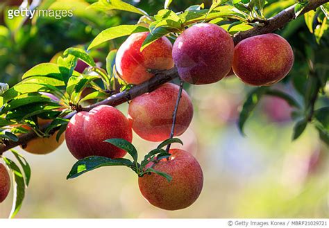 Mbrf21029721 게티이미지코리아 자두 과수원 Royalty Free 이미지