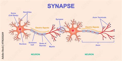 Neural Connection Diagram Structure Of Neuron With Axon Dendrites And Soma Transmission Of