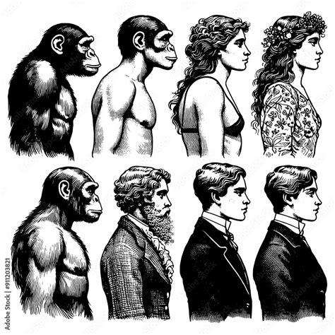 Evolution Progression Of Men And Women From Primates To Modern Humans