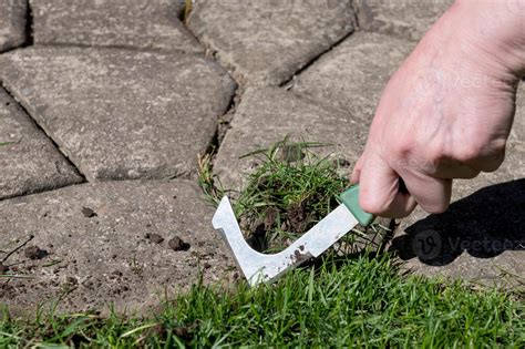Removing Grass In Paving Slabs On The Street A Tool For Removing The Removing Grass In Paving Slabs On The Street A Tool For Removing The